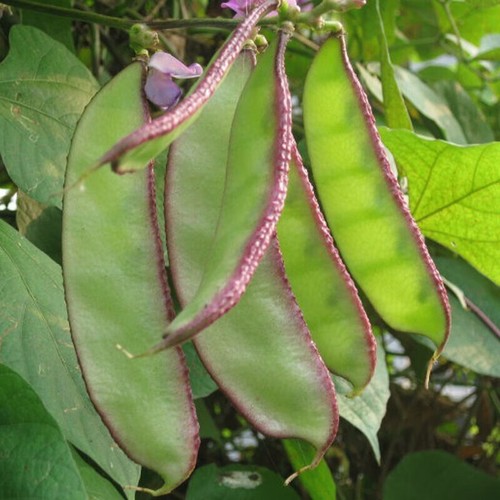 5g/10pcs Hyacinth Bean Seeds, Lablab Beans Seeds,Indian Broad Beans ...