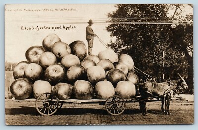 Postcard A Load of Extra Good Apples Exaggerated Apples Real Photo RPPC ...