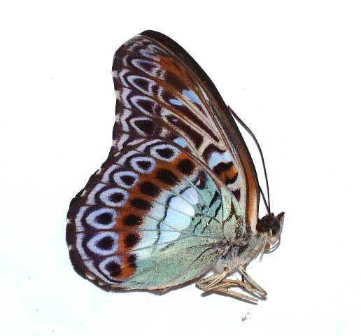 MODUZA LYMIRE LYMIRE - unmounted butterfly | eBay