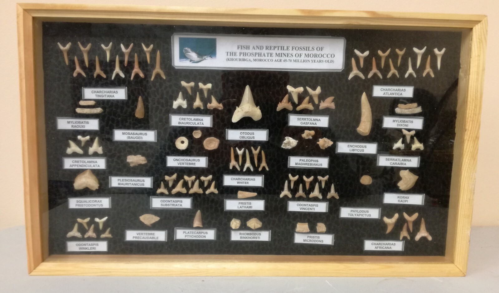 Framed Fossil And Teeth Collection - Dinosaur - Phosphate - 45-70 ...