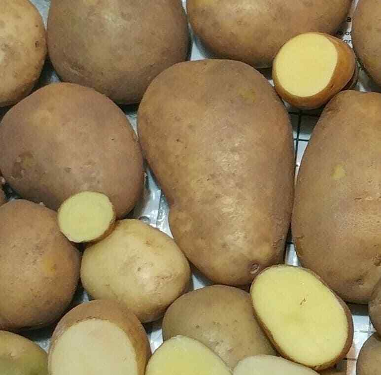 50 TPS True Potato Seeds Russet Yellow ORGANIC mix Potatoes Berry Bred ...