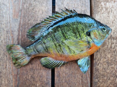 Beautiful New Real Skin Thick 8 Plus Inch Bluegill Sunfish Taxidermy ...