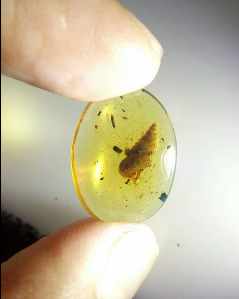 Cretaceous Fossil Burmese amber burmite river snail insect amber Fossil ...