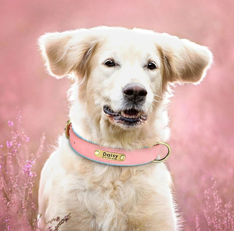 PERSONALIZED Pet Collar Leather Soft Padded Custom Dog Cat Engraved ...