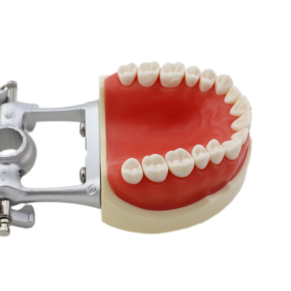 Dental Typodont Model Kilgore NISSIN 200 500 Teeth Mounting Pole ...