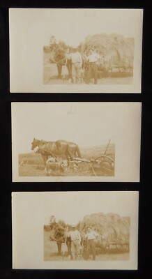 RPPC 1900s 3 ITEMS FARMING Horses Dogs Hay Wagon Farm Implement Unknown ...