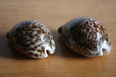 2 Cypraea Tigris Cowrie Tiger Sea Shells 8.5cm & 8cm | eBay UK