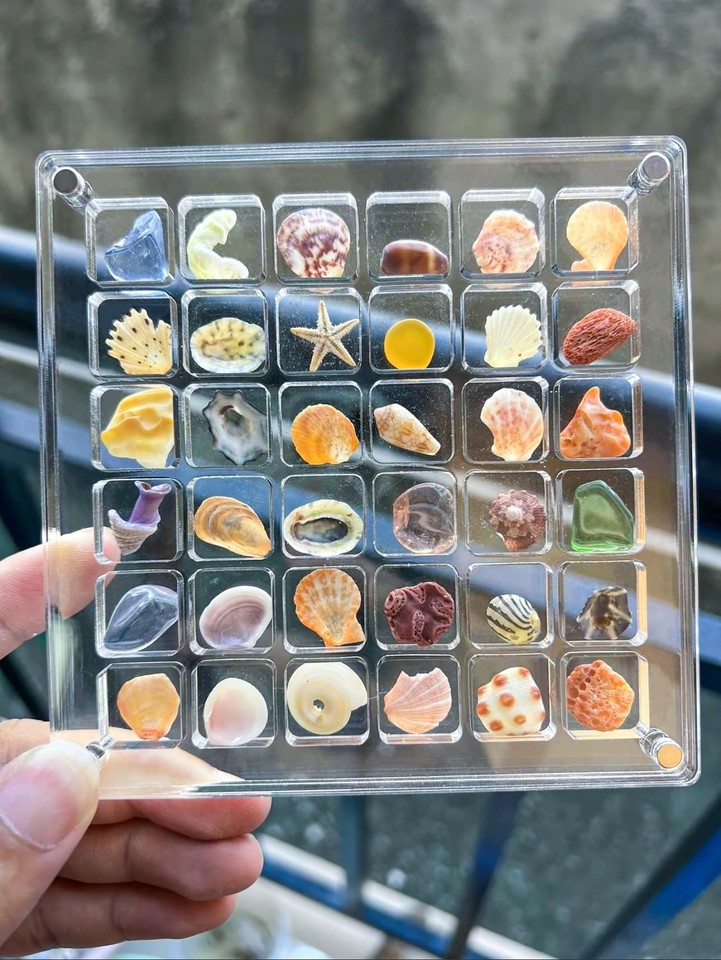 Seashell Display Case with Solid Wood Base 36 Grids Acrylic Display Box ...