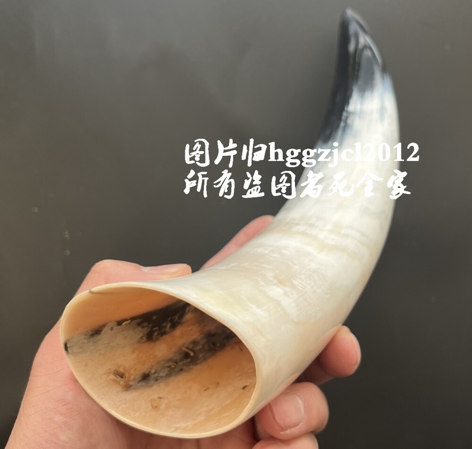Last One Unique Polished Cow Horn Natural Color Home Decor Collection ...