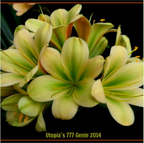 Clivia (Repel F3 x 777 Genie) seedling, BS, Exact Plant. | eBay