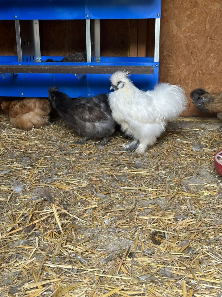 6 SILKIE HATCHING EGGS PARTRIDGE SPLASH FRIZZLE BUFF MOTTLED NPIP 335 1 ...