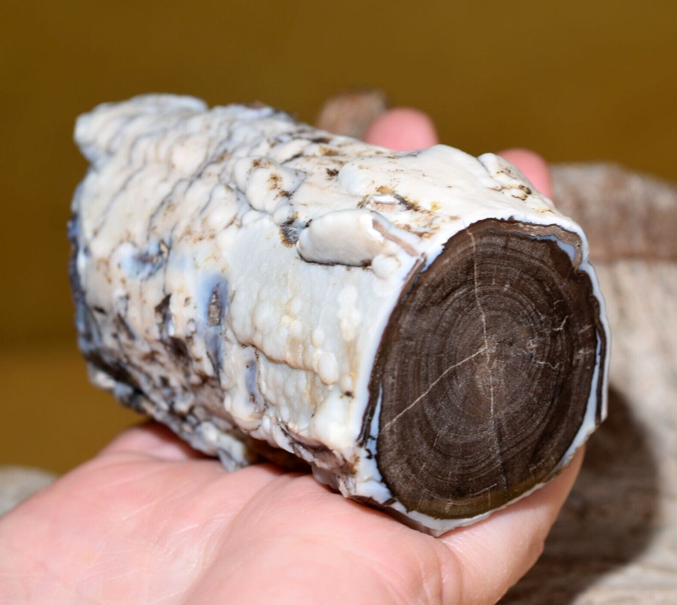 !WOW! Blue Forest Botryoidal Agatized Petrified Eocene Wood Tree Branch ...