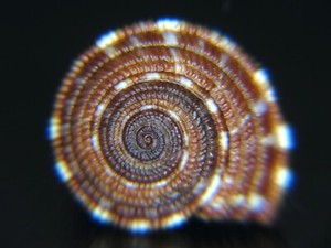 seashellauction | eBay Stores