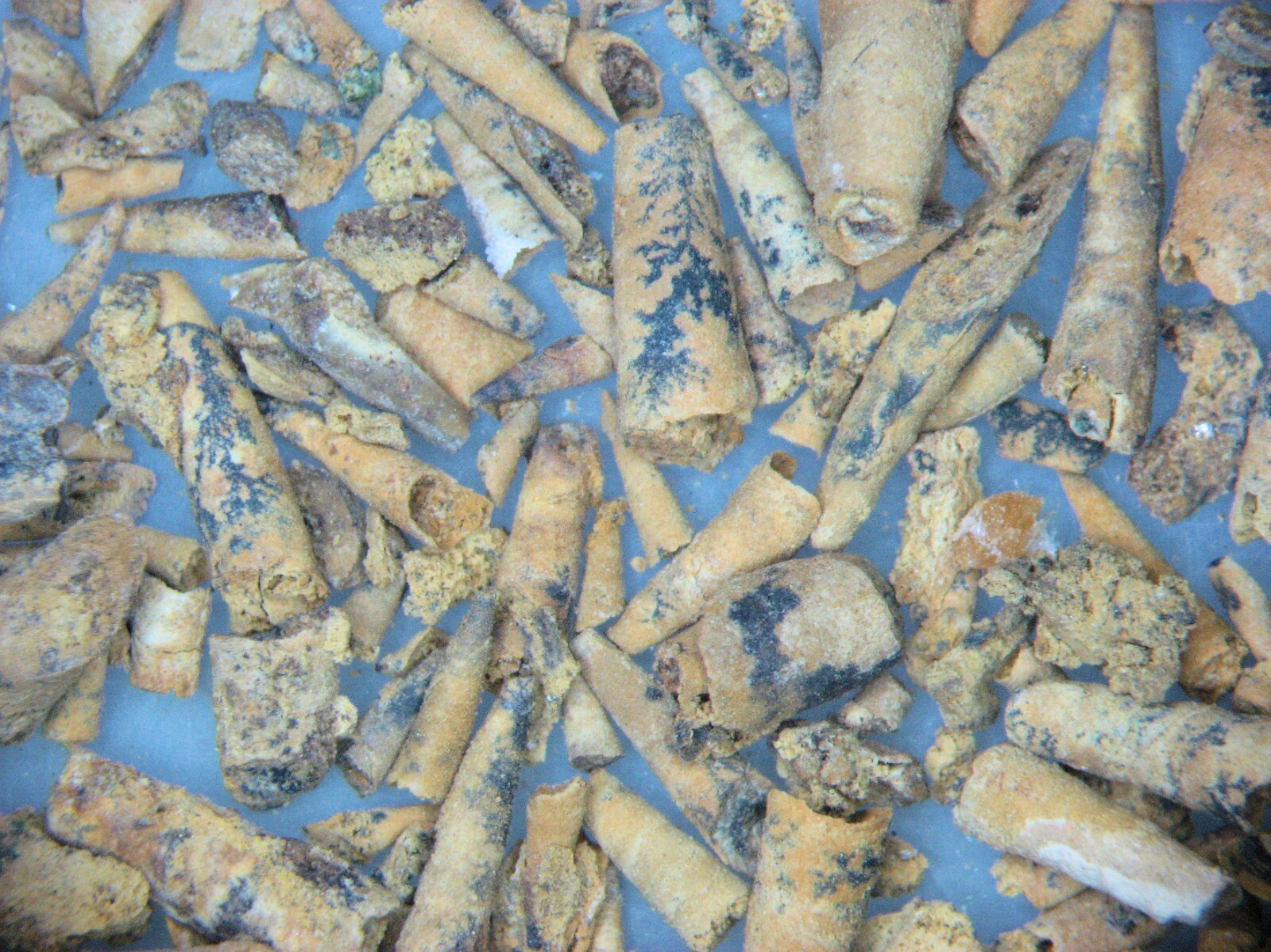 Cambrian Small Shelly Fauna PIOCHE shale SALTERELLA agmata matrix ...