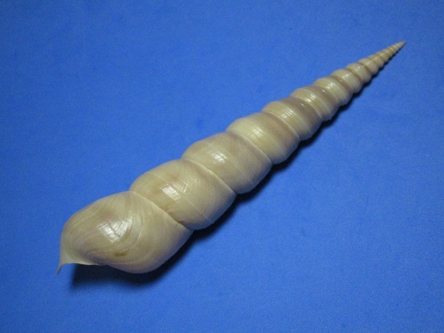 Turritella bacillum (Kiener, 1844) "DIFFICULT TURRET!" (153.1mm) | eBay