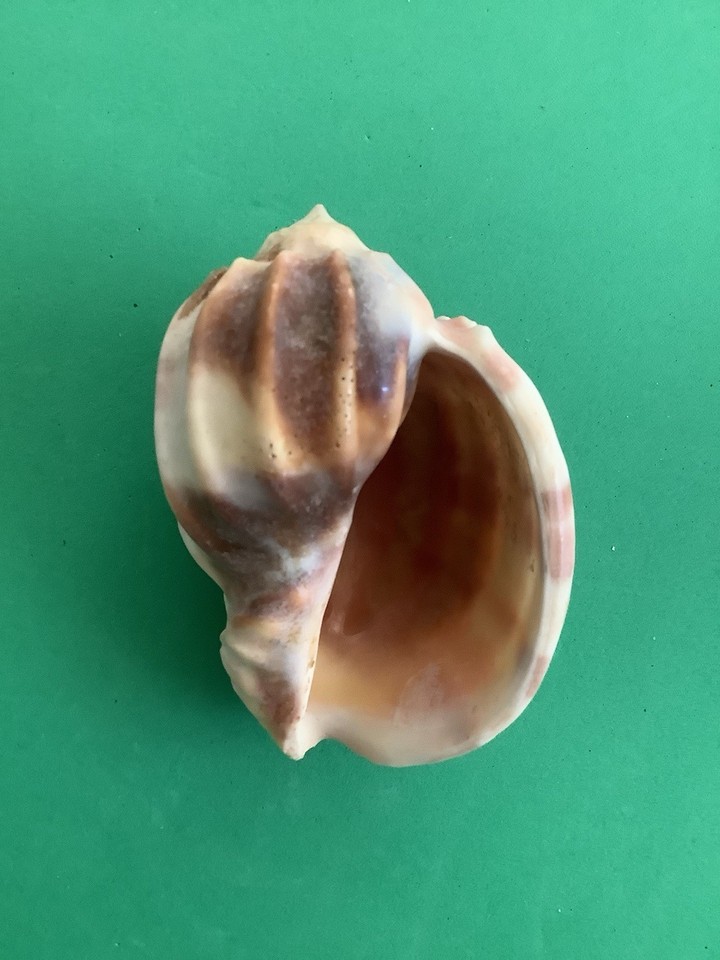 Harpa Major F. Conoidalis Lamarck, 1822, 76.15mm, Rare, Harpidae ...