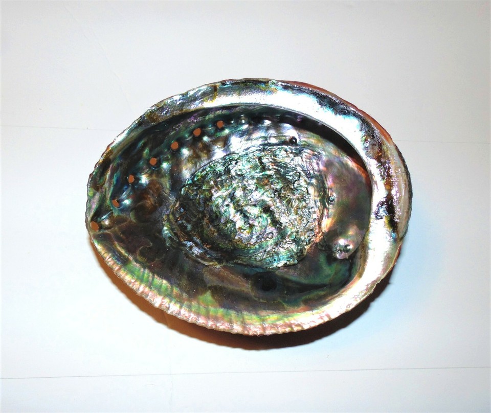 GREEN ABALONE HALIOTIS FULGENS 6 to 7" SEA SHELL BEACH DECOR CRAFT REEF ...