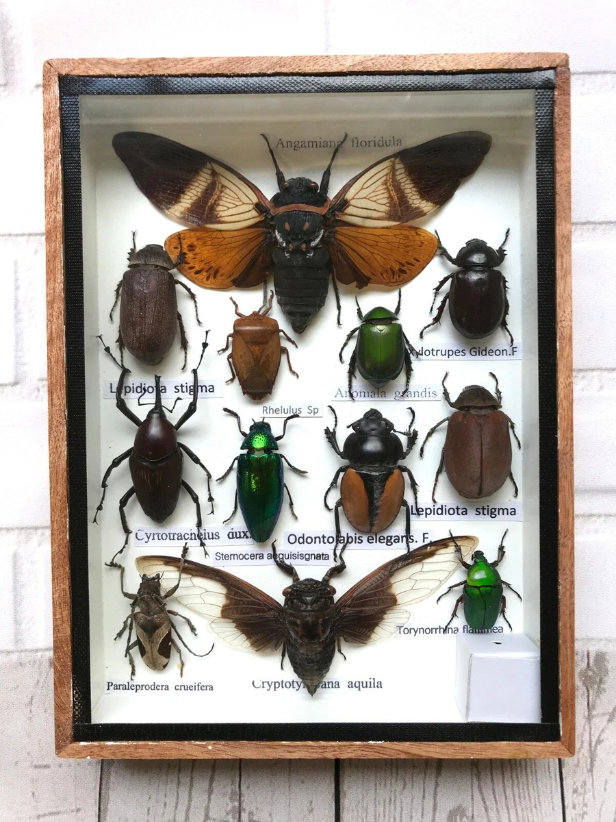 Bug Display