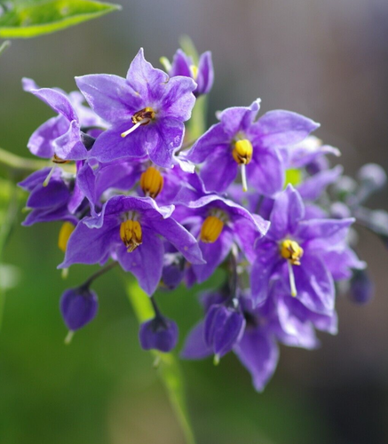 Solanum Crispum Glasnevin Chilean Potato Tree 3L Pot Climber Plants to ...