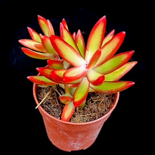 Sedum Adolphi Firestorm succulent houseplant in 5 cm pot | eBay UK