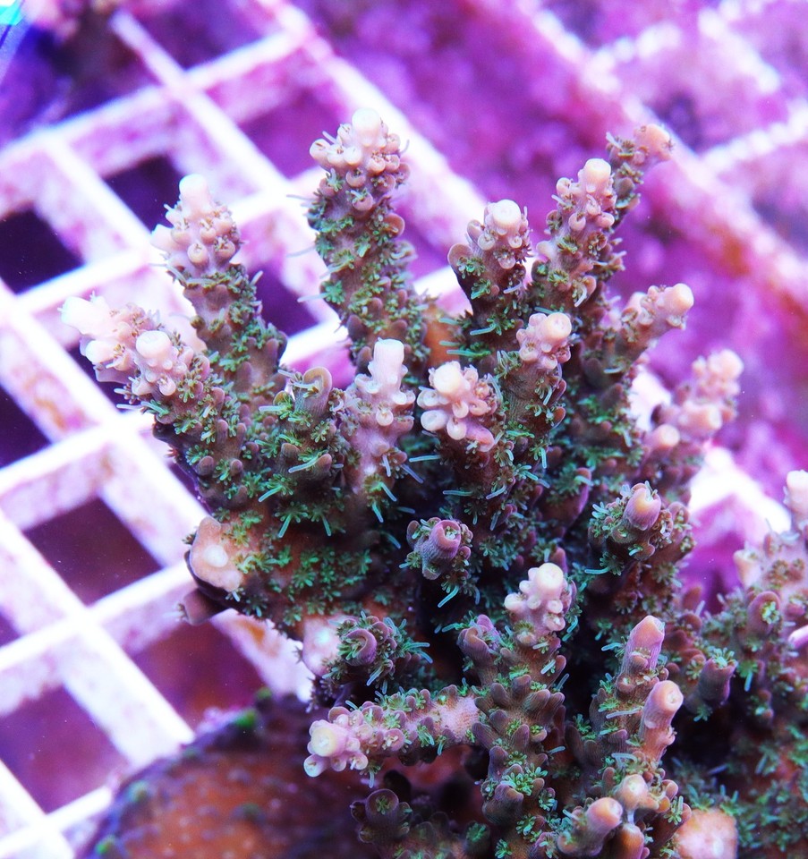 Voodoo Majick Acropora Frag Zoanthids Paly Zoa SPS LPS Corals, WYSIWYG ...