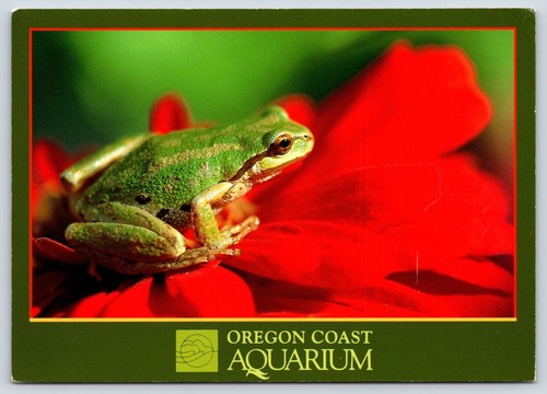 Oregon Pacific Tree Frog on Zinnia Vintage Postcard Continental | eBay