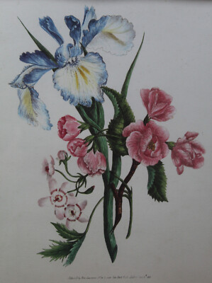 BLUE IRIS - Framed Vintage Botanical Print after Mary Lawrence | eBay