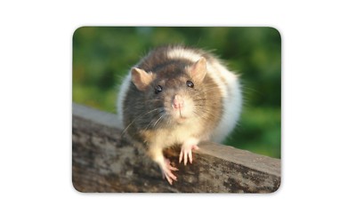 Curious Rat Mouse Mat Pad - Rodent Mice Pet Cute Kids Fun Computer Gift ...