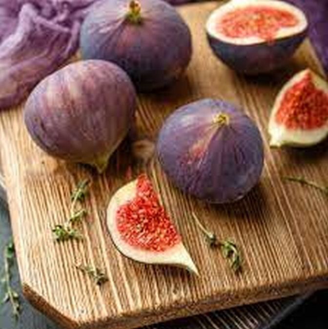 Fignomenal Fig (Ficus carica) 1 TC Plant/Plug - 3-6 inches - Edible ...