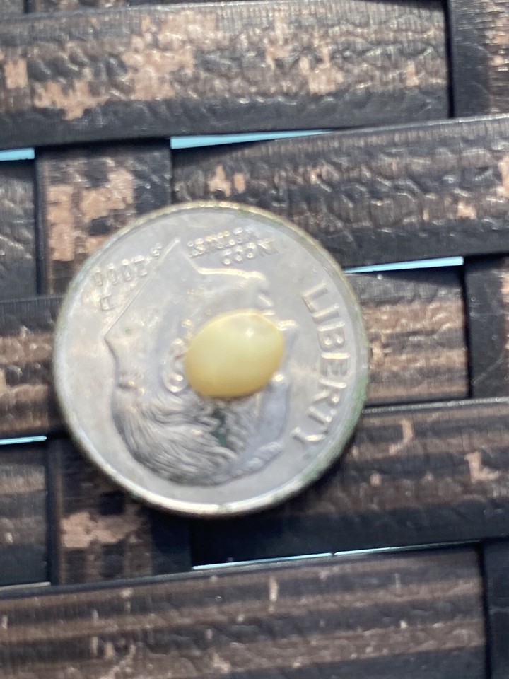 8 Ounce Micro Mini Sea shells natural Littorina shells yellow tiny sea ...