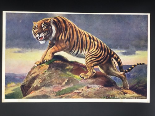 Vintage R. Atkinson Fox Print, Titled “A Royal Outlaw”. | eBay