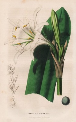 Ismene Calathina Guatemala flower Botanik botany van Houtte Lithograph ...