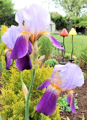 Tall Bearded Historic Iris "ALCAZAR" - 3 Plants/ Rhizomes | eBay