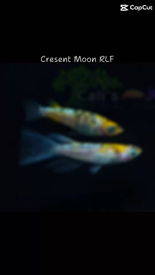 Cresent Moon RLF (Real Long Fin) - 3+1 (FREE) - live medaka japanese ...