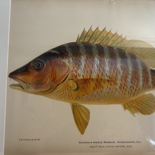 Antique Lithographic Print Fish Porto Rico Bien 1900 Schoolmaster, Caji ...
