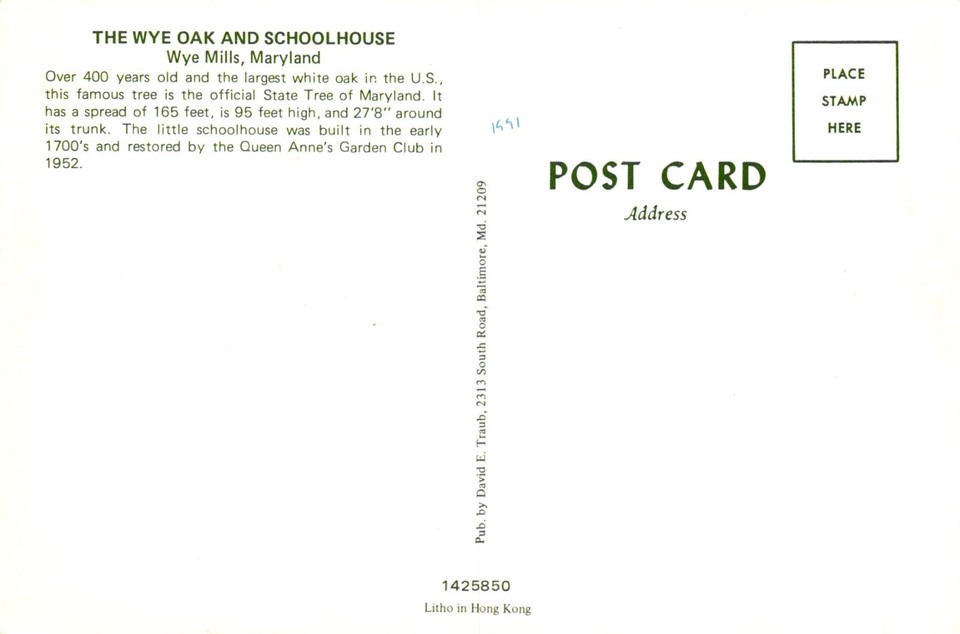 Wye Oak Wye Mills State Tree Maryland Postcard | eBay
