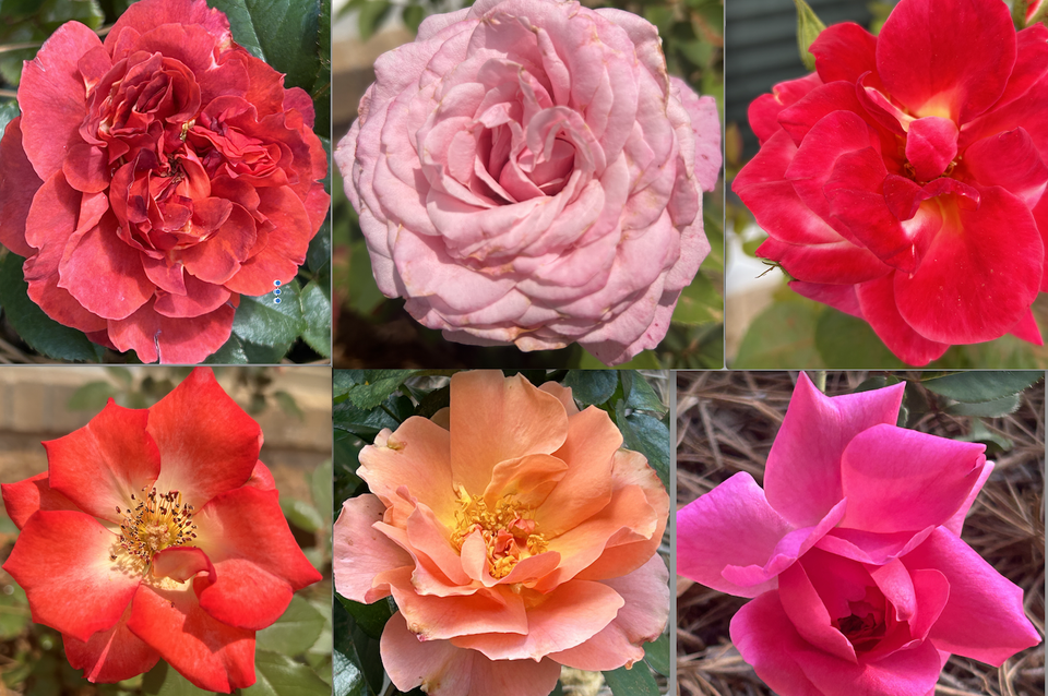 20 EXOTIC RARE ROSE SEEDS home garden flower plant bush diy sun Rosas ...