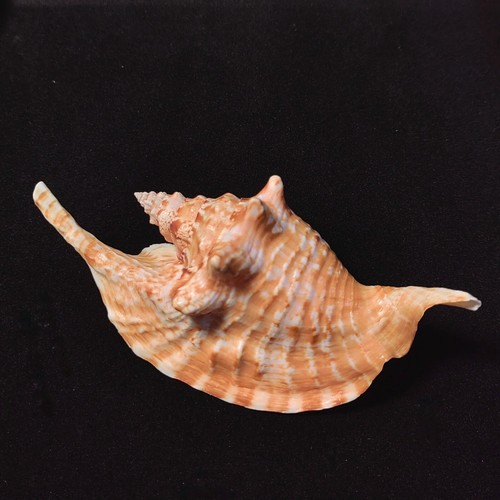 Large Natural Rooster Shell Conch Seashell Rare Real Beach Home Deco 5 ...