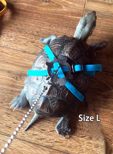 Pet Tortoise Turtle Leather Harness Strap Chest Collar Walking Lead ...