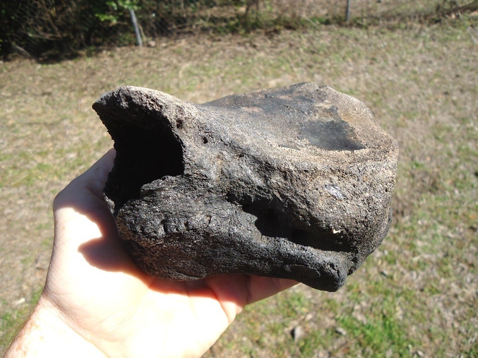 RARE EXTINCT MASTODON CUNEIFORM BONE FLORIDA FOSSILS ICE AGE BONES ...