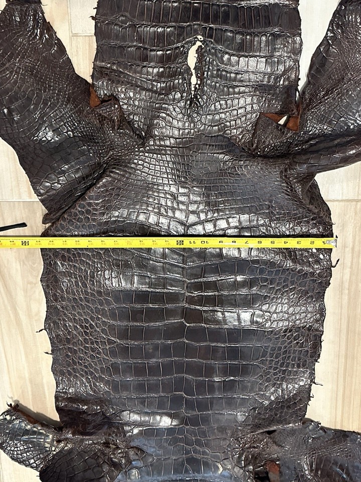 American Alligator Hide 9’4” by 1’ 11”Whole Wild Caught Gator Belly ...