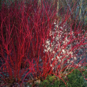 Cornus Hardy Shrub Hedge Plants Mixed Varieties in 9cm, 3.6L and 10L ...