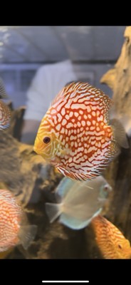 Checker Discus fish 6” Inches (Discount on 8) | eBay