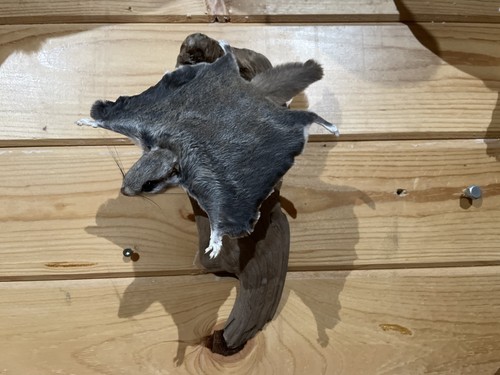 New Taxidermy Flying Squirrel Mount Novelty Decor. Very Cute! | eBay