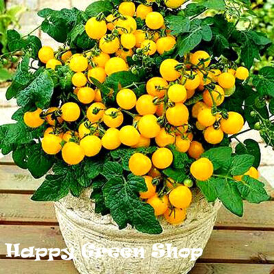 VEGETABLE TOMATO SEEDS CHERRY - OLA POLKA - 130 seeds - yellow tomato ...