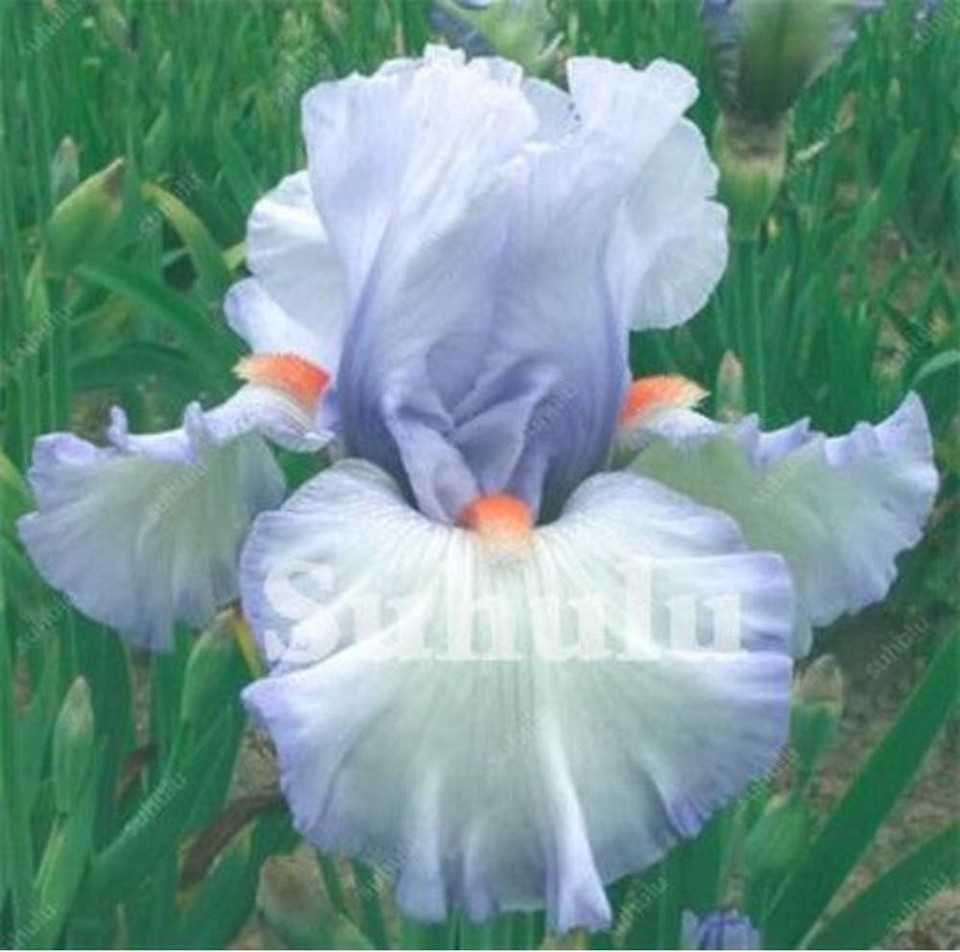 20 EXOTIC rare IRIS SEEDS for garden perennial flower beds plant USA ...