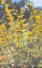 XYZ_Solidago patula 1,000 seeds | eBay