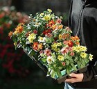 Zinnia Zahara Mix 1,000 seeds | eBay