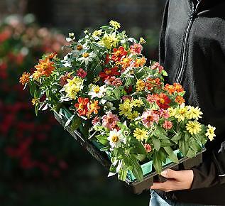 Zinnia Zahara Mix 1,000 seeds | eBay