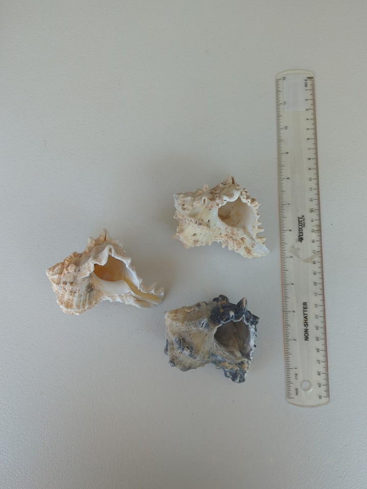 Giant Eastern Murex shells | eBay